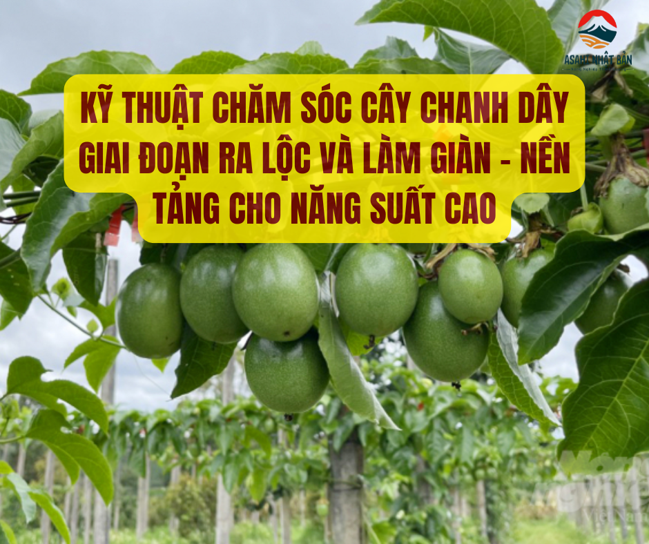 KỸ THUẬT CHĂM SÓC CÂY CHANH DÂY GIAI ĐOẠN RA LỘC VÀ LÀM GIÀN – NỀN TẢNG ...
