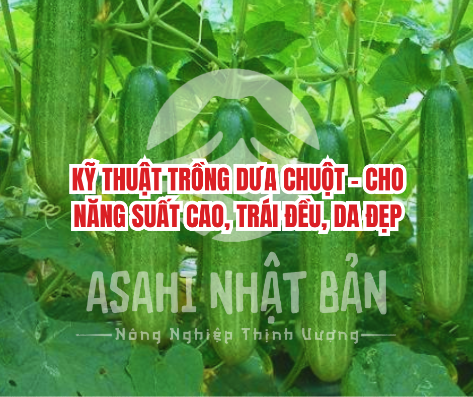 KỸ THUẬT TRỒNG DƯA CHUỘT – CHO NĂNG SUẤT CAO, TRÁI ĐỀU, DA ĐẸP - ASAHI ...